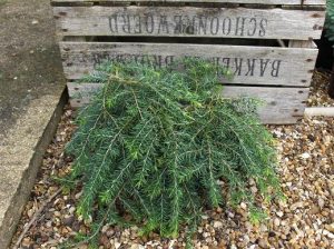 Tsuga canadensis Cole's Prostrate - Stafford Lake